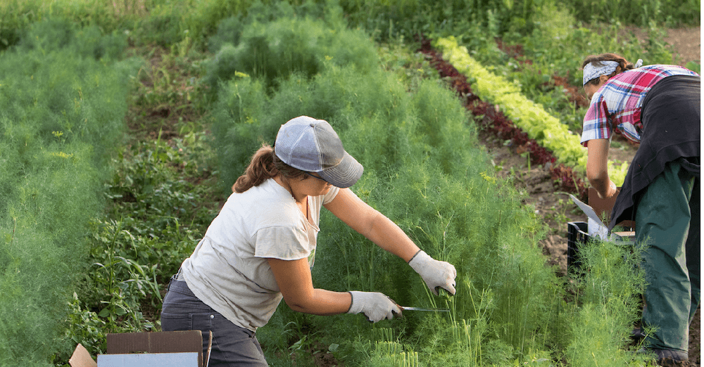 Vast huurcontract geen werkbare oplossing voor seizoensarbeid - Stichting Bewonersbelangen ...